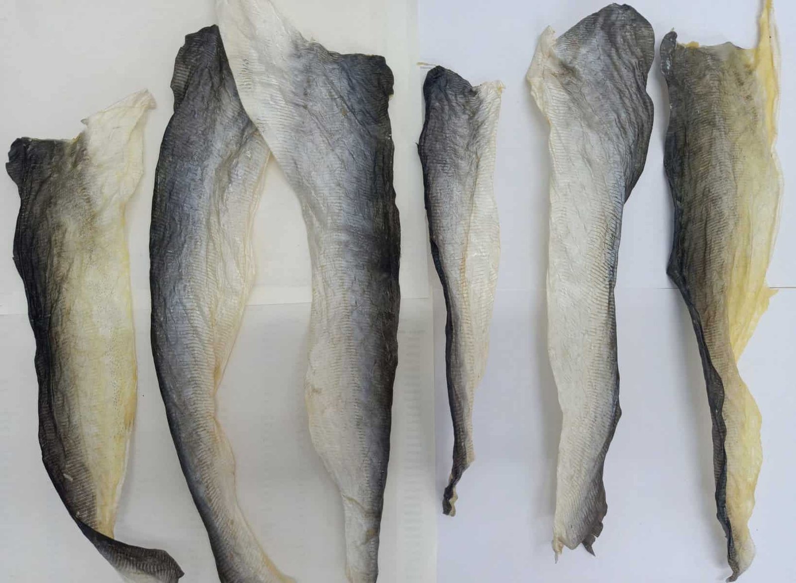 FISH SKIN – ECOGEL Processing Co. Ltd.